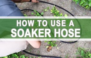 How To Use A Soaker Hose: Irrigation Planning And Installation