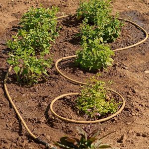 Soaker Hose: What Is a Soaker Hose and How Does It Work?